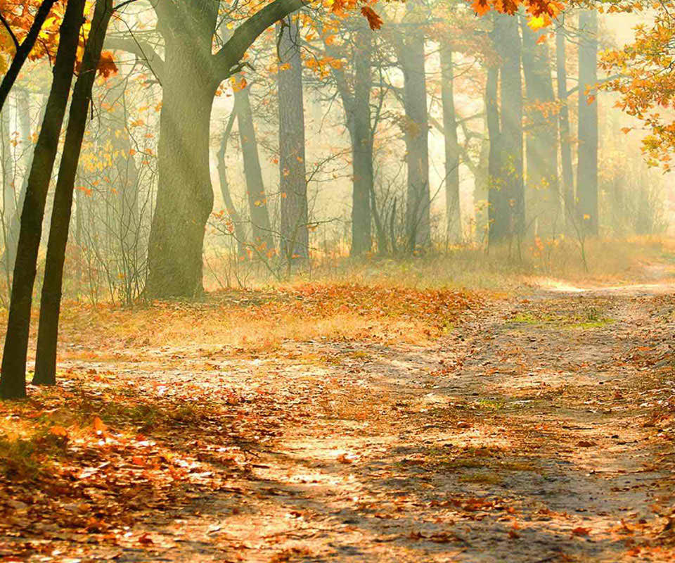 Editor Shiva: New HD BG