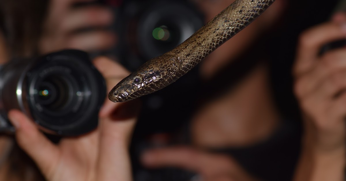 WildImpact: Puerto Rico Bat Cave