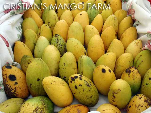 Guam: Farm visits and Maila Ta Fan Boka food trip! | Ivan About Town