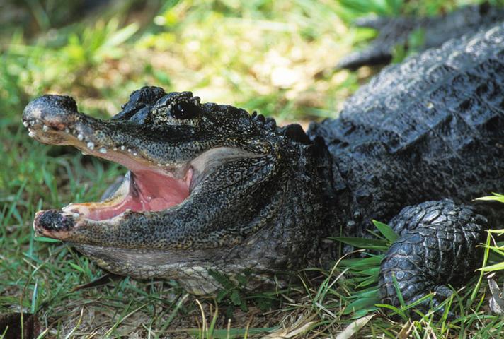 Chinese alligator | The Life of Animals