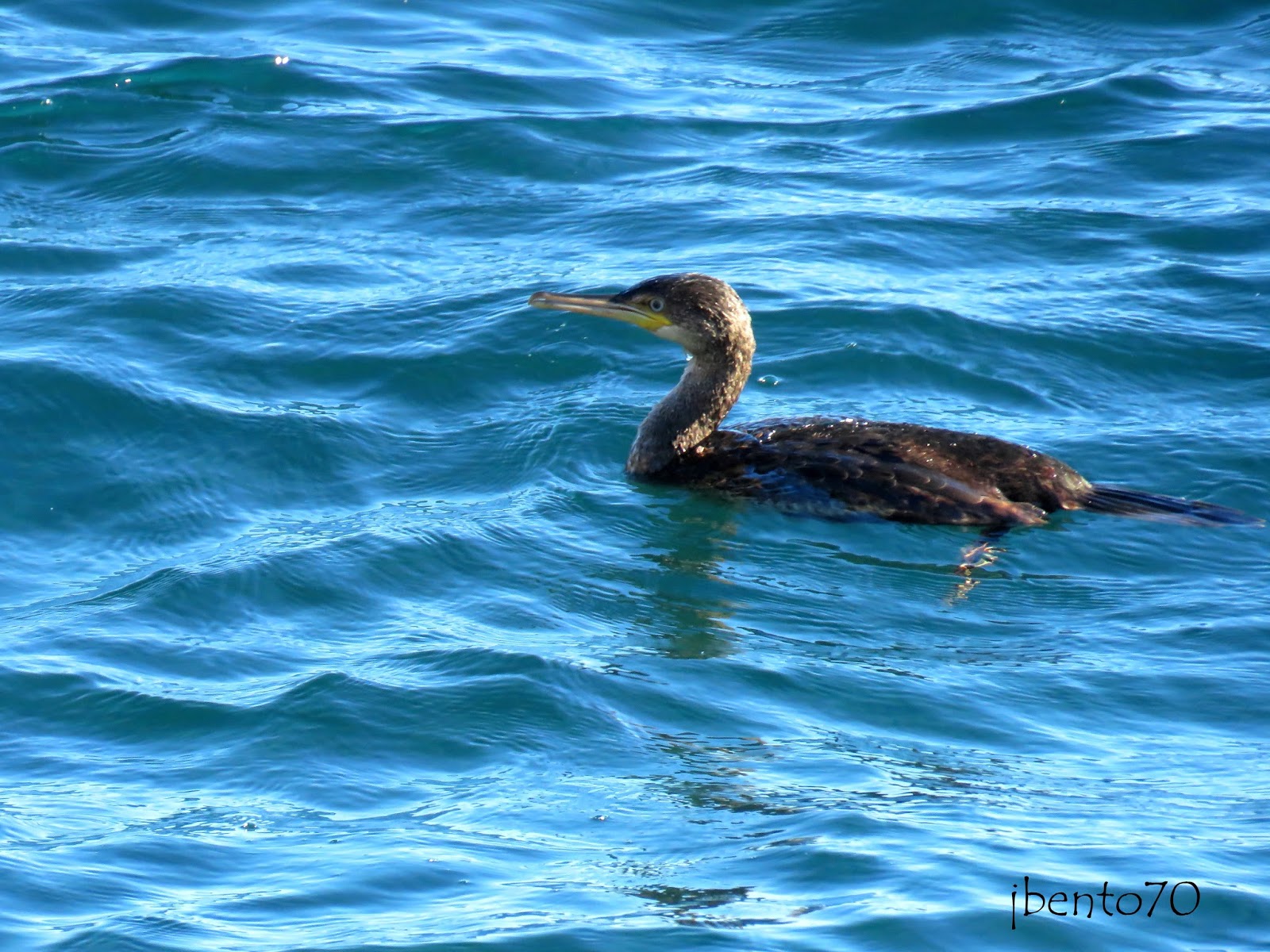 Birding Cascais: Corvo-marinho-comum /Great Cormorant (Phalacrocorax ...