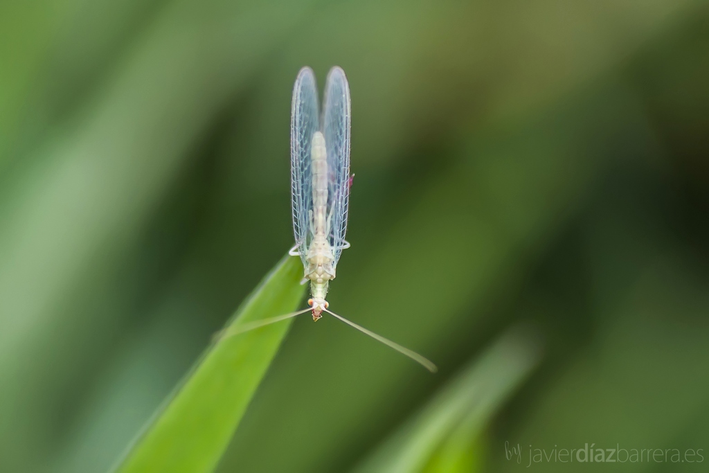 Bichos y plantas de León: Crisopa