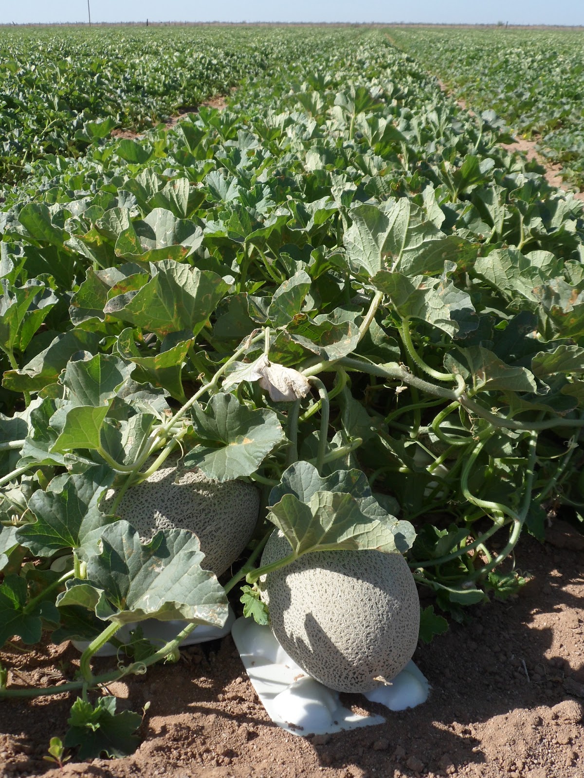Vandervoet and Associates: Spring 2013 Melon Crop