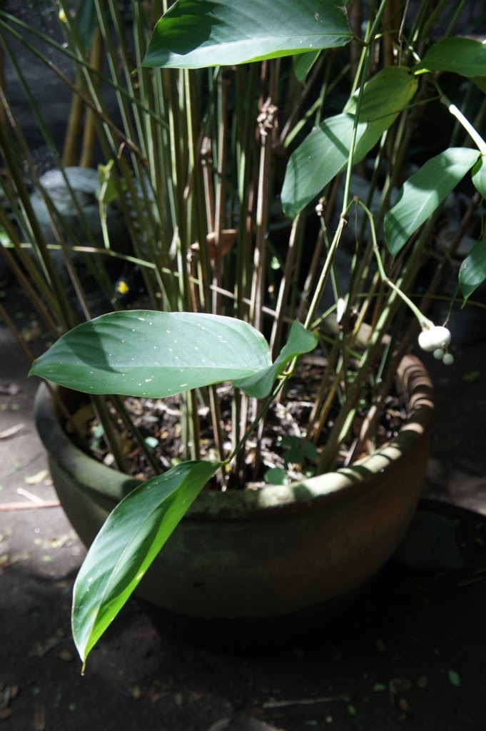 OUR PHILIPPINE TREES: A Bamban Could be Nice Afterall