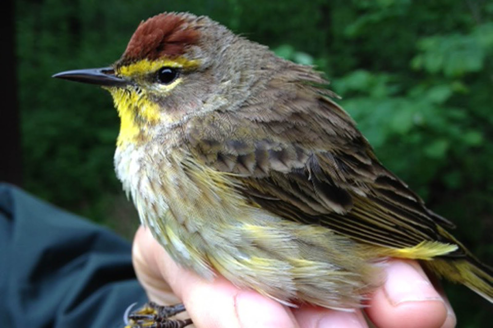 World Bird Sanctuary: Bagging More Birds At WBS