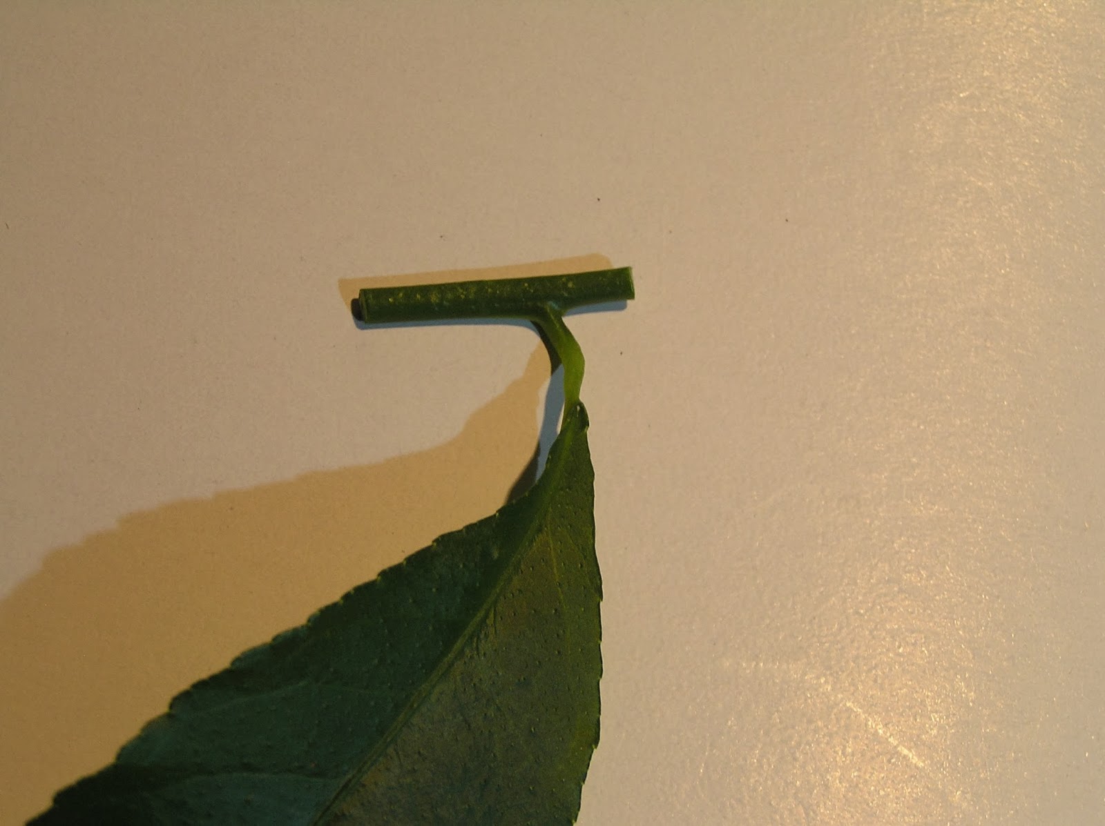 Moj prvi blog: CEPLJENJE RASTLIN