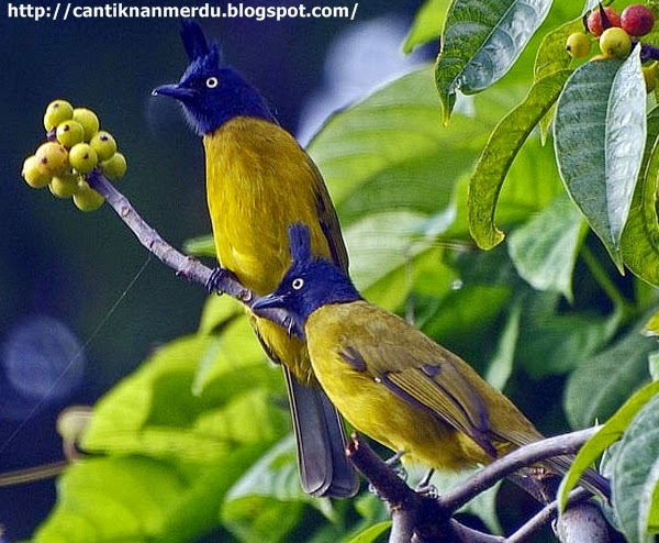 Mengenal beberapa burung jenis burung Merbah (Cucak-cucakan)