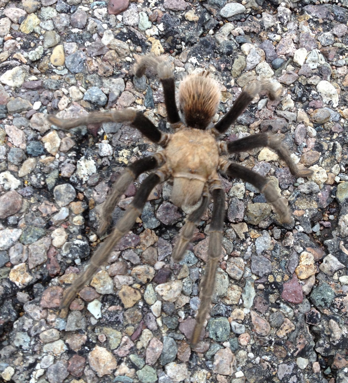 Wezil Bird: Owls & Hummingbirds