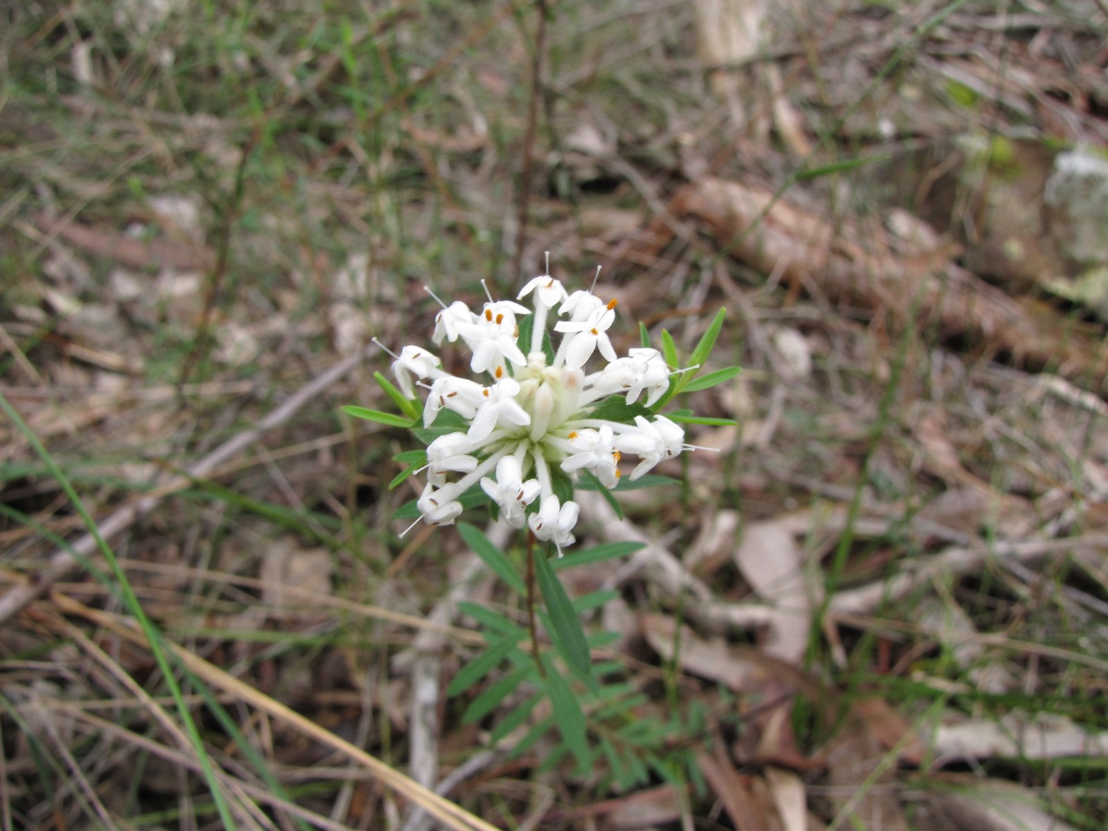 Sydney's Wildflowers and Native Plants: Pimelea linifolia ssp ...