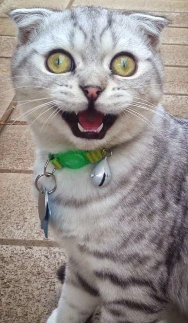 Funny cats - part 142 (40 pics + 10 gifs) | Amazing Creatures