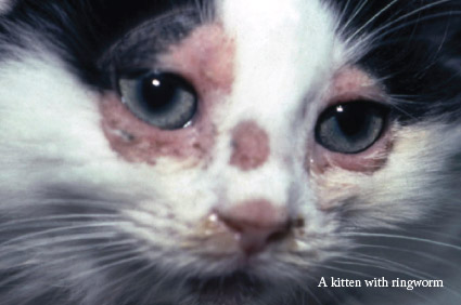 Gyvūnų globa prieglaudose: Dermatofitozė (odos grybelis) ir jos ...