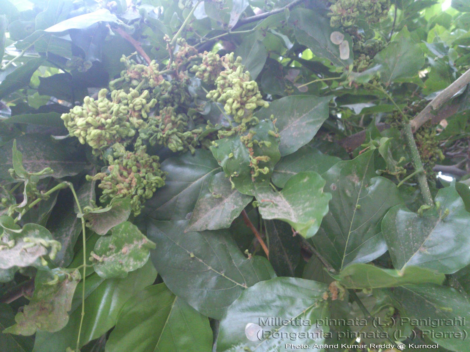 Medicinal Plants: Millettia pinnata Pongamia pinnata Kanuga Karanj Punku