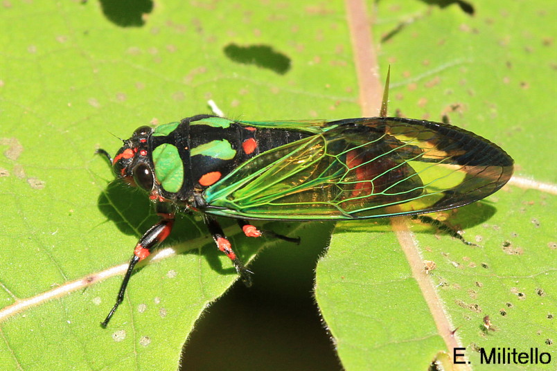 Amigos de la Reserva Natural Estricta San Antonio: Insectos