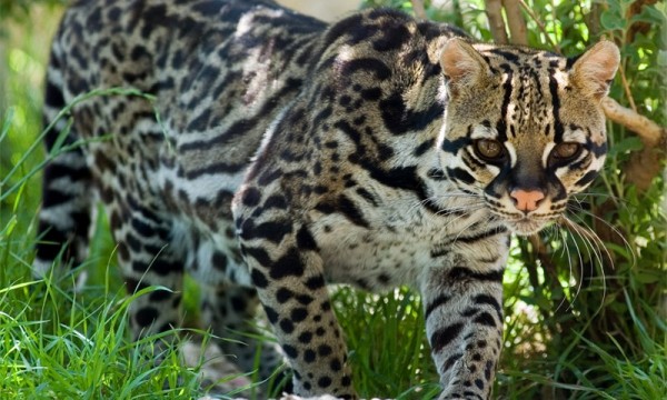 Leo, veo y te cuento: Hallaron un gato Onza o Tigrillo felino que se ...