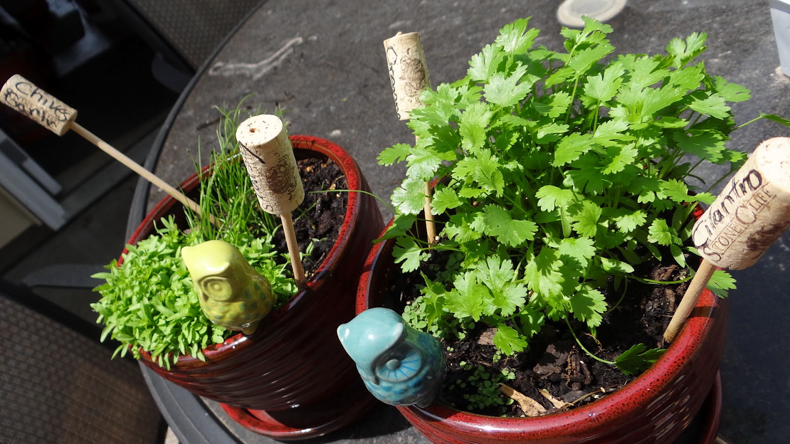 The Blooming Daisy: Fresh, Pretty, Potted Herbs!