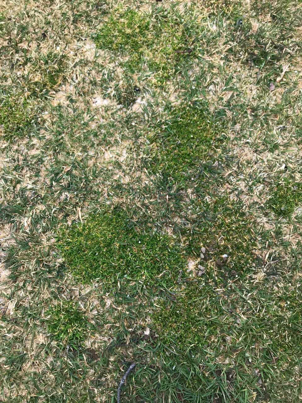 Highlands Country Club Agronomy Bentgrass Vs Poa Annua