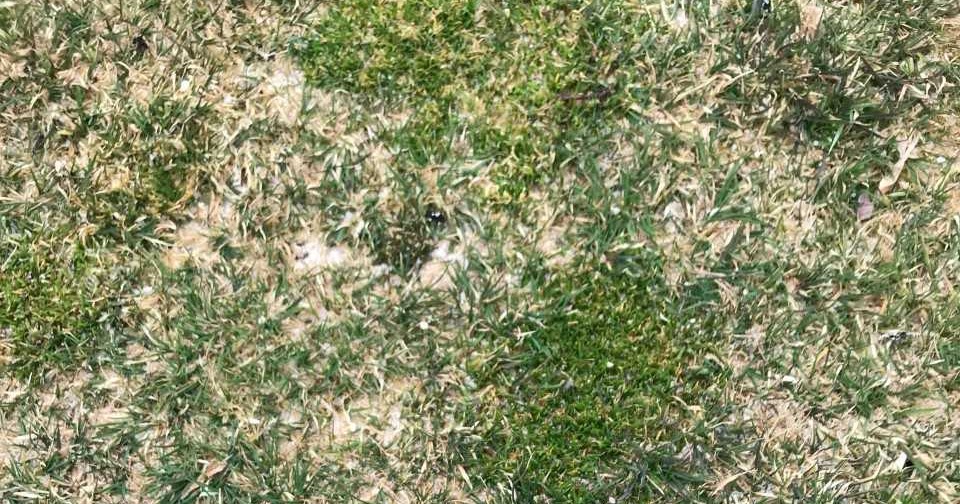 Highlands Country Club Agronomy: Bentgrass vs. Poa annua