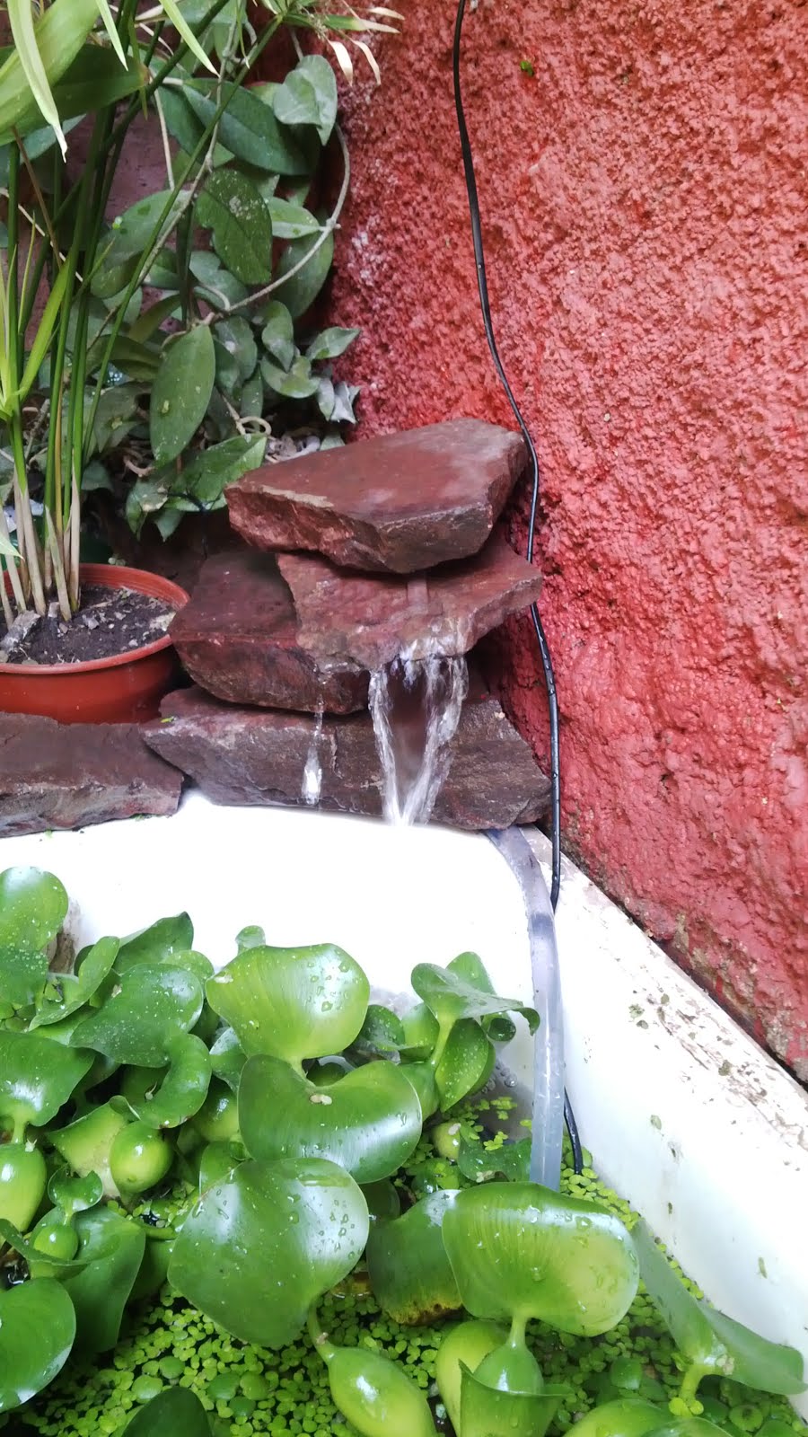 Estanque de jardín: 2016