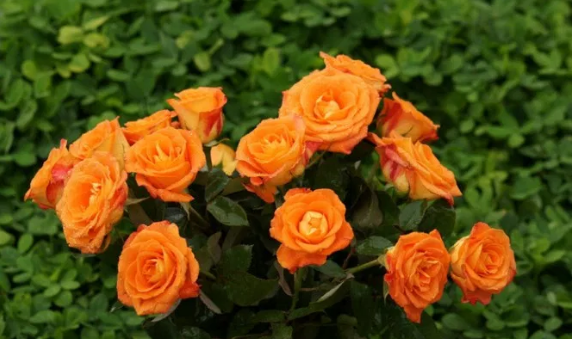 Jenis Jenis Bunga Mawar Dan Cara Budidaya Bunga Mawar Lengkap | Bertanam