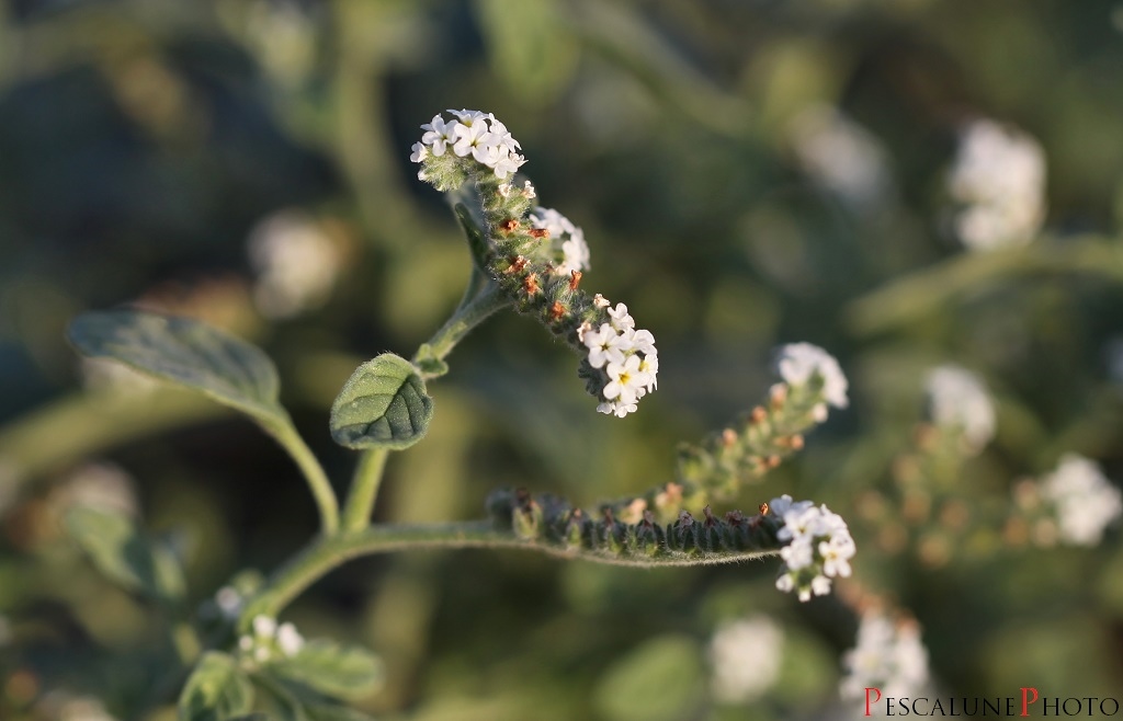 Flore de Camargue: Heliotropium europaeum, Héliotrope d'Europe