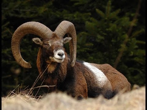 AmicoMario: LA SARDEGNA E LA SUA ANTICA FAUNA. IL MUFLONE, CONSIDERATO ...