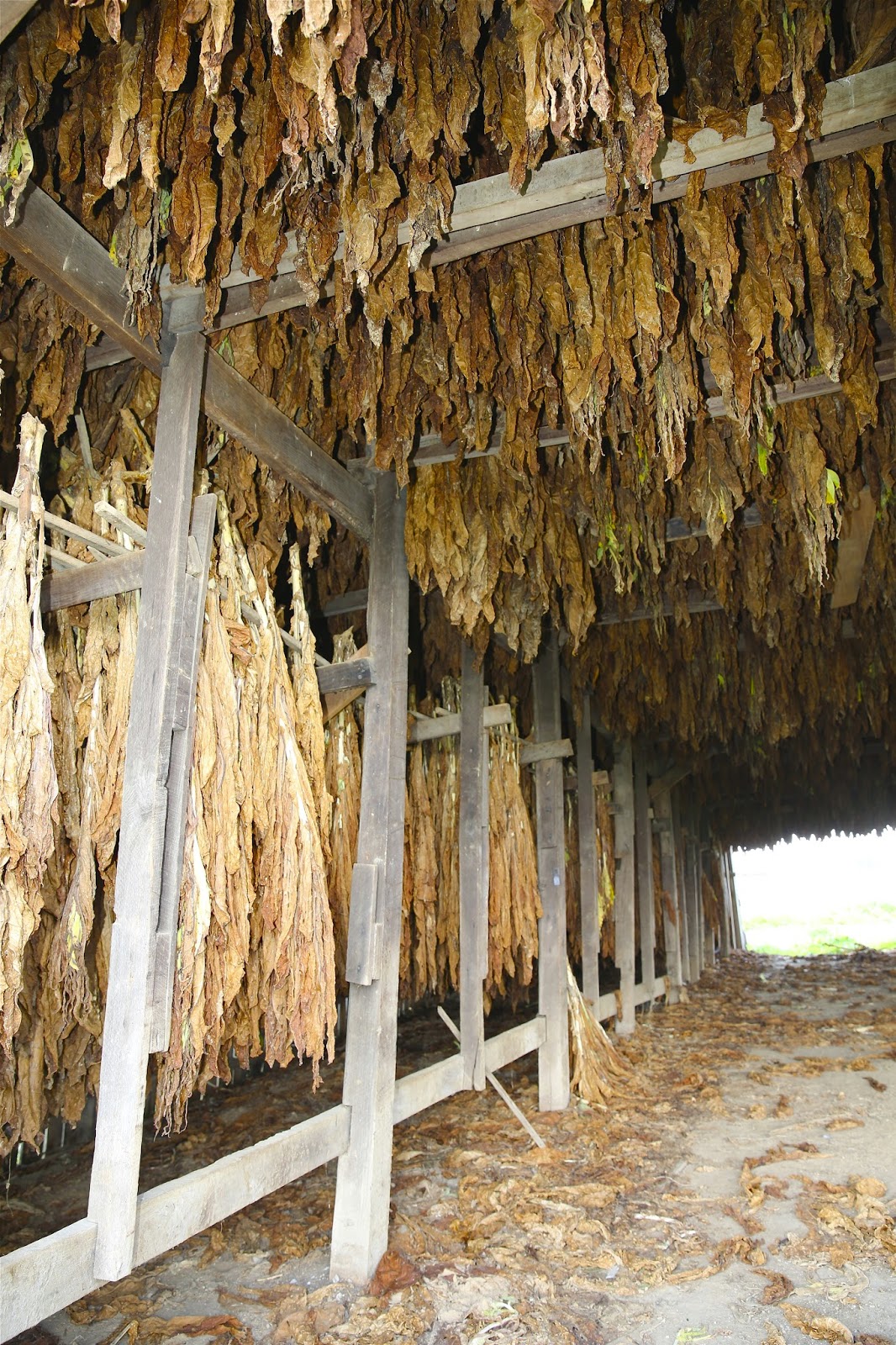 Sweet Southern Days: Old Kentucky Tobacco Barns