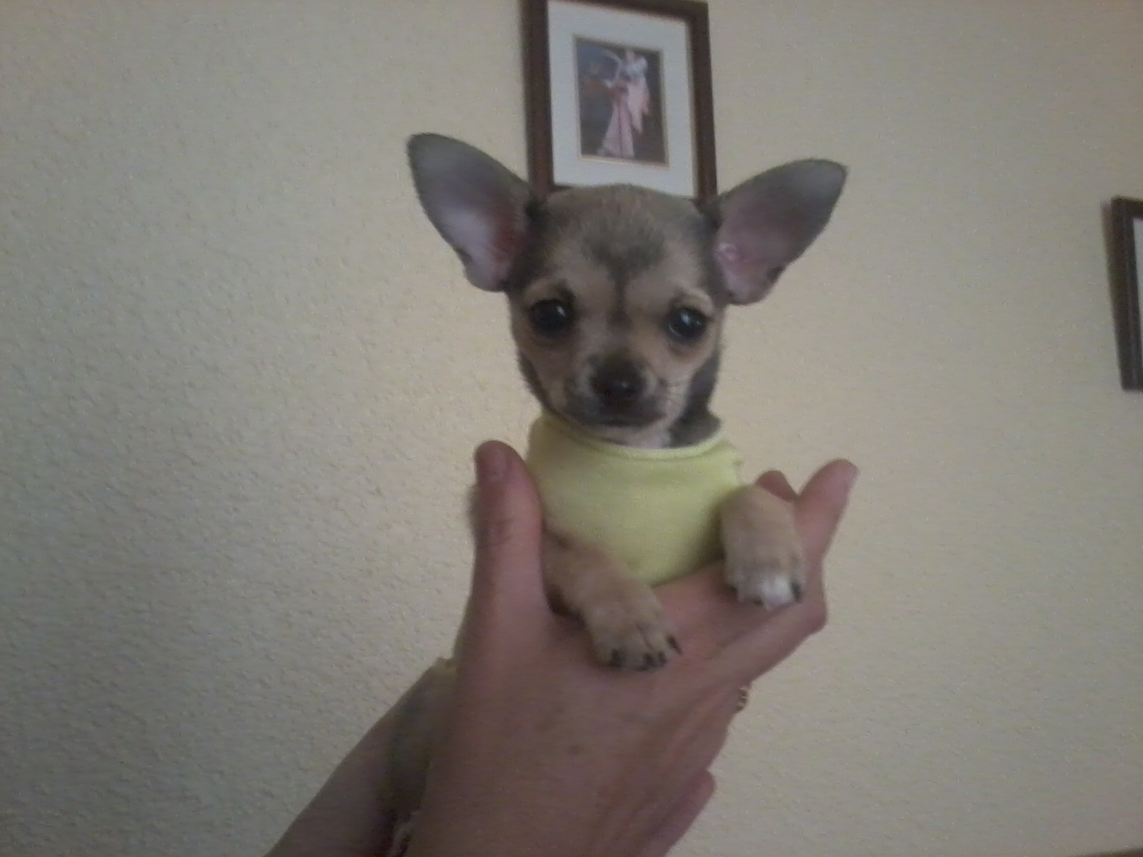 Venta de chiguaguas: Venta de chiguaguas toys en albacete