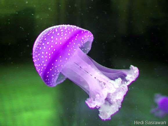 Ini Dia Ciri-Ciri dan Klasifikasi Coelenterata - Biologi Edukasi ...