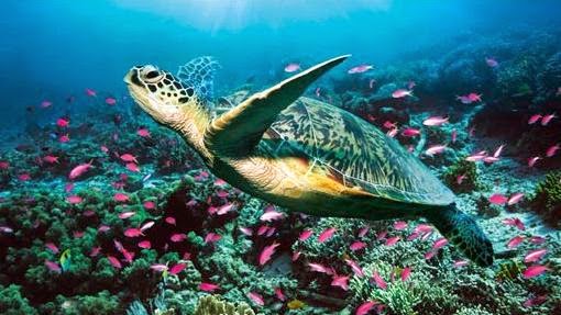 los animales del oceano