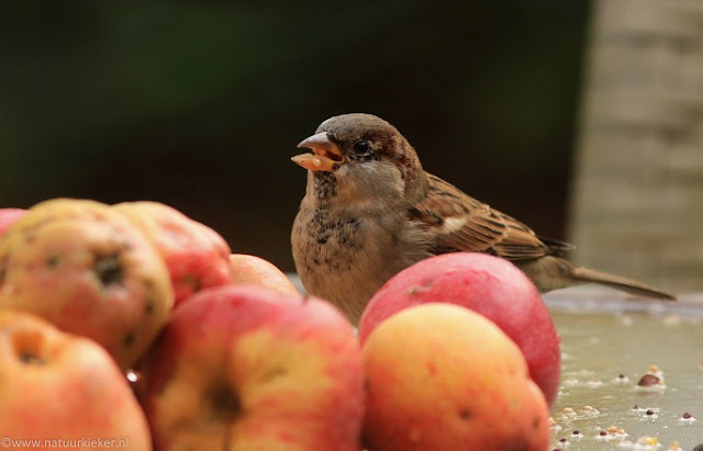 Creatief met appeltjes en een dode mus