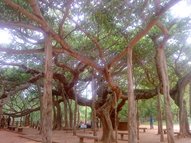 A Blog of Scenic Nature - Beautiful Creations of God : Significance of ...