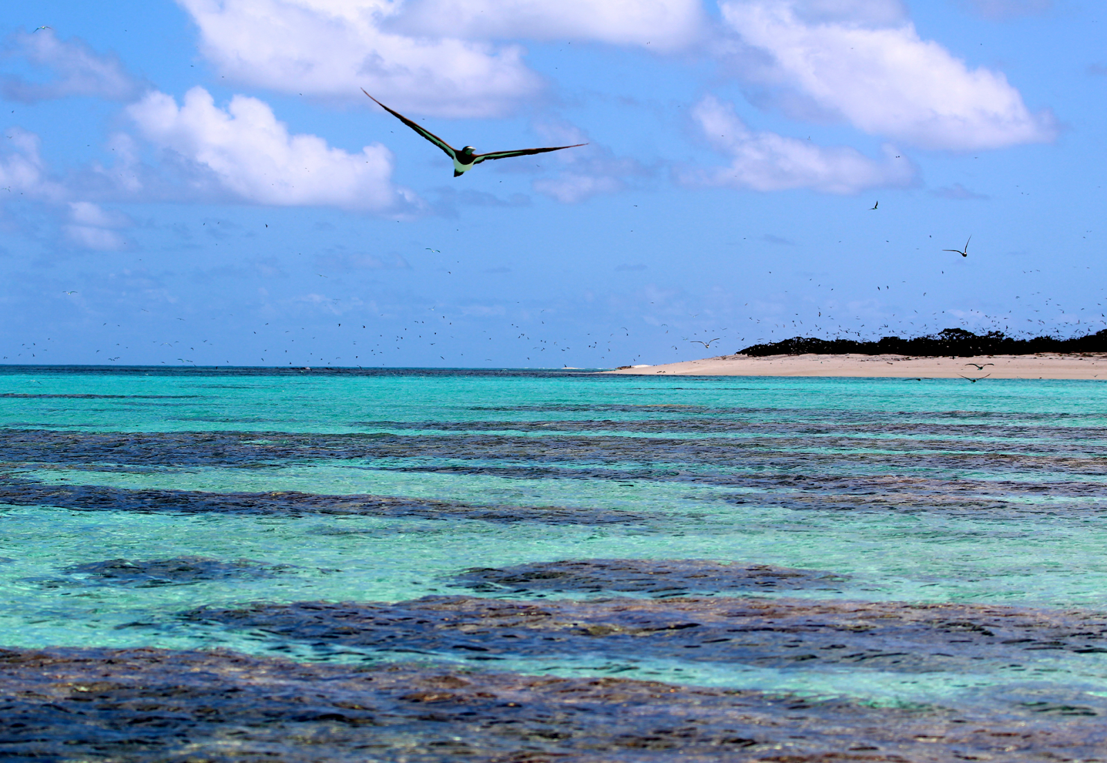 Sailing Amélie : Last stop before Australia, Chesterfield Reef