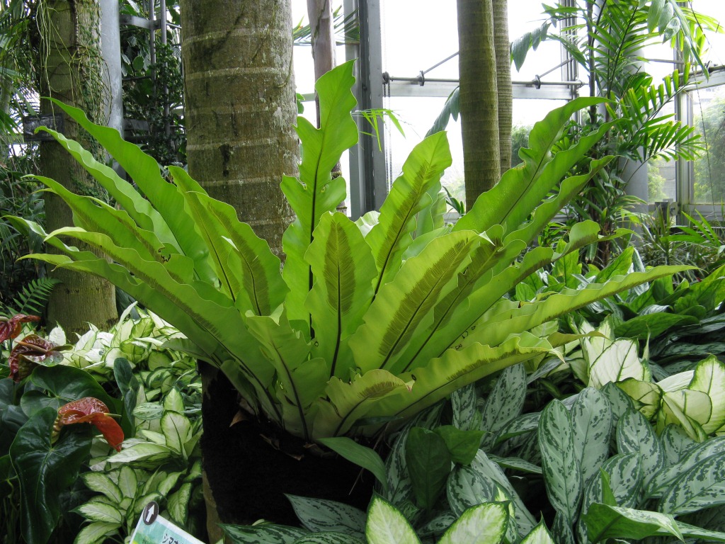 Asplenium nidus | Pustaka Flora | Database Tanaman Landscape