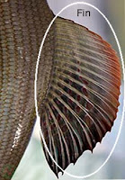 Fish Names & Pictures | Fish Vocabulary | Necessary Vocabulary ...