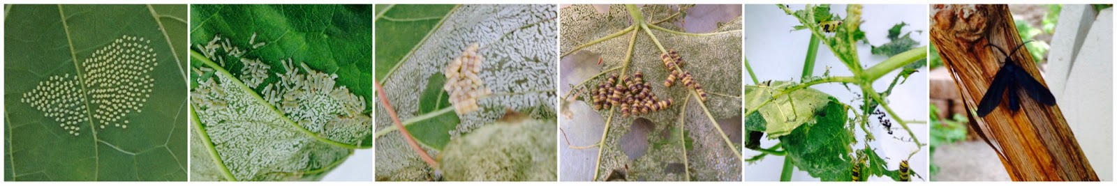 GARDENING Las Vegas: GRAPELEAF SKELETONIZER