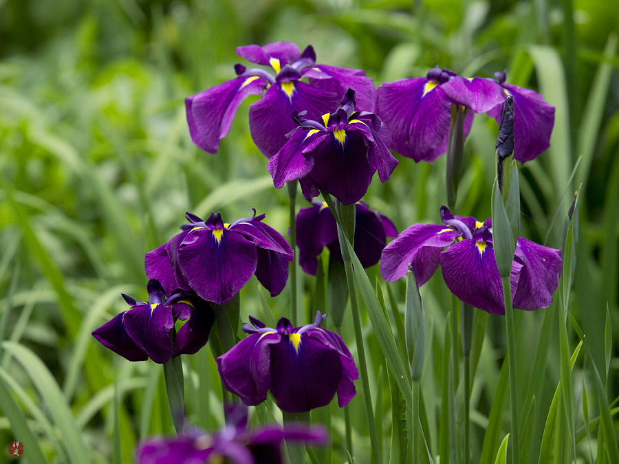 FROM THE GARDEN OF ZEN: Hana-shobu (Iris sanguinea) flowers in Tokei-ji