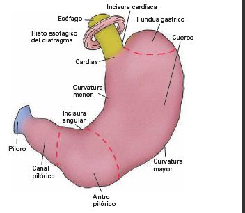 Unidad V - Abdomen, Órganos intraperitoneales "Estómago, Intestino ...