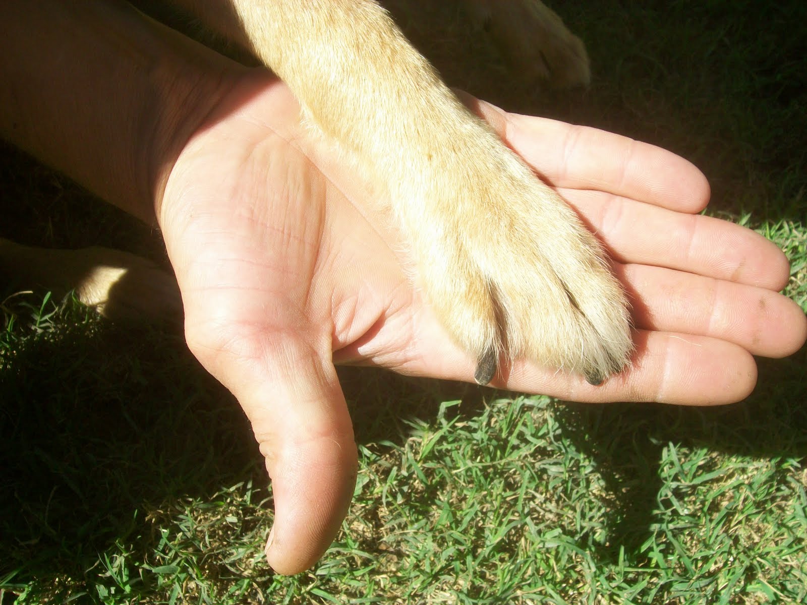 blog animal de claromecó: perros... puro corazón