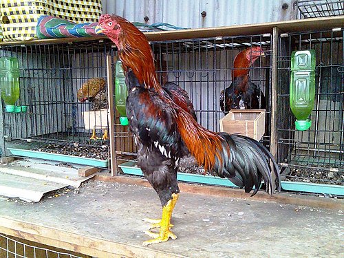 Hobi Ayam Tangkas: mengenal ayam shamo taiwan ayam adu kelas berat super