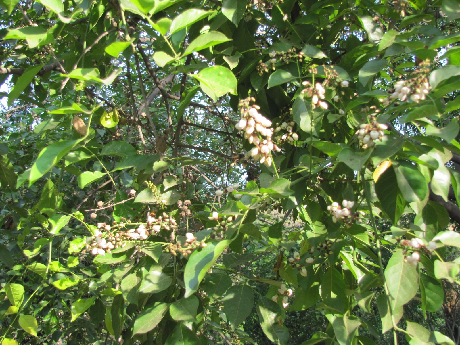 Hallucinations!: Jacaranda, Pongamia, Copperpod and Gulmohar