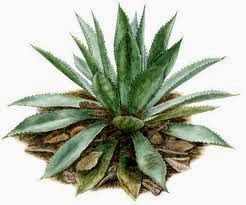 MAGUEY: MAGUEY