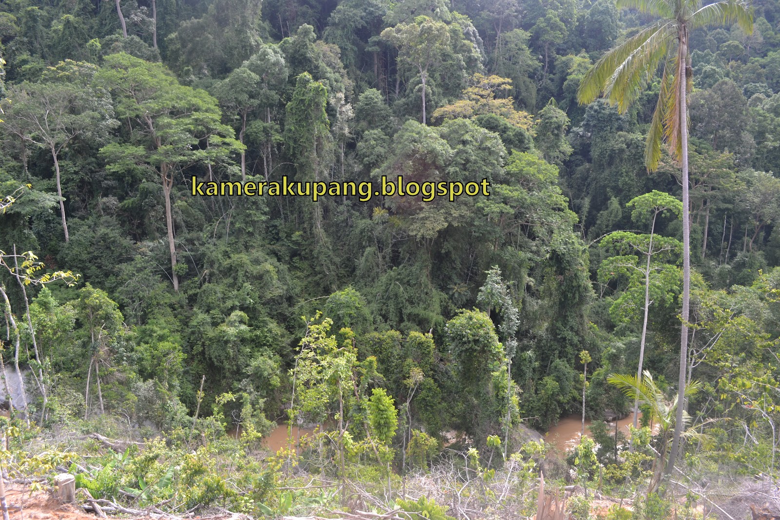 kamera kupang: GAMBAR PEMBALAKAN DI KAWASAN GUNUNG INAS, BALING.