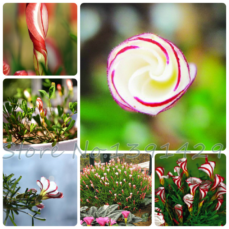 Candy Cane: Candy Cane Flor