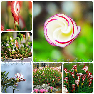 Candy Cane: Candy Cane Flor