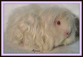 La Cavia Peruviana: Le Razze