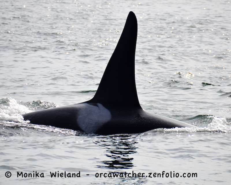 Orca Watcher: L-Pod Joins the Party