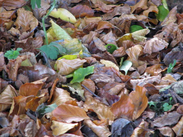 Go That Way Really Fast...: November 2009