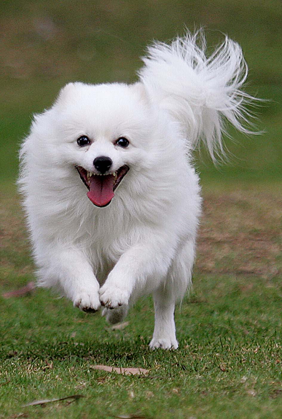 El Mundo de las Mascotas: Razas de Perros Medianos