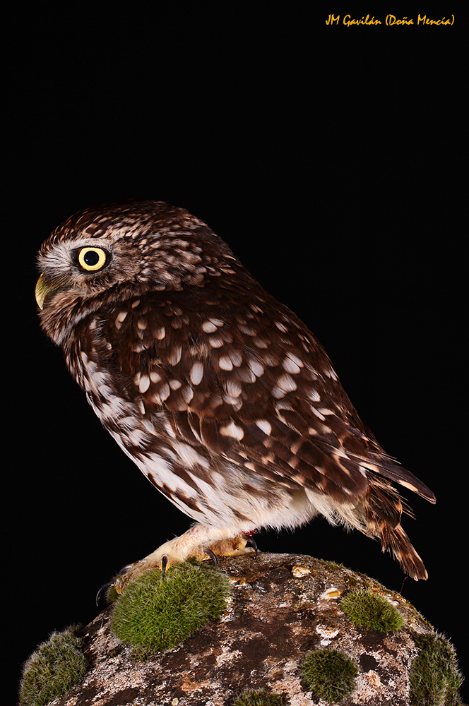 Fotografía de Naturaleza - JM Gavilán: Mochuelo europeo o mochuelo ...