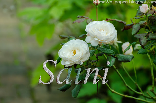 Saini Name Wallpapers Saini ~ Name Wallpaper Urdu Name Meaning Name ...